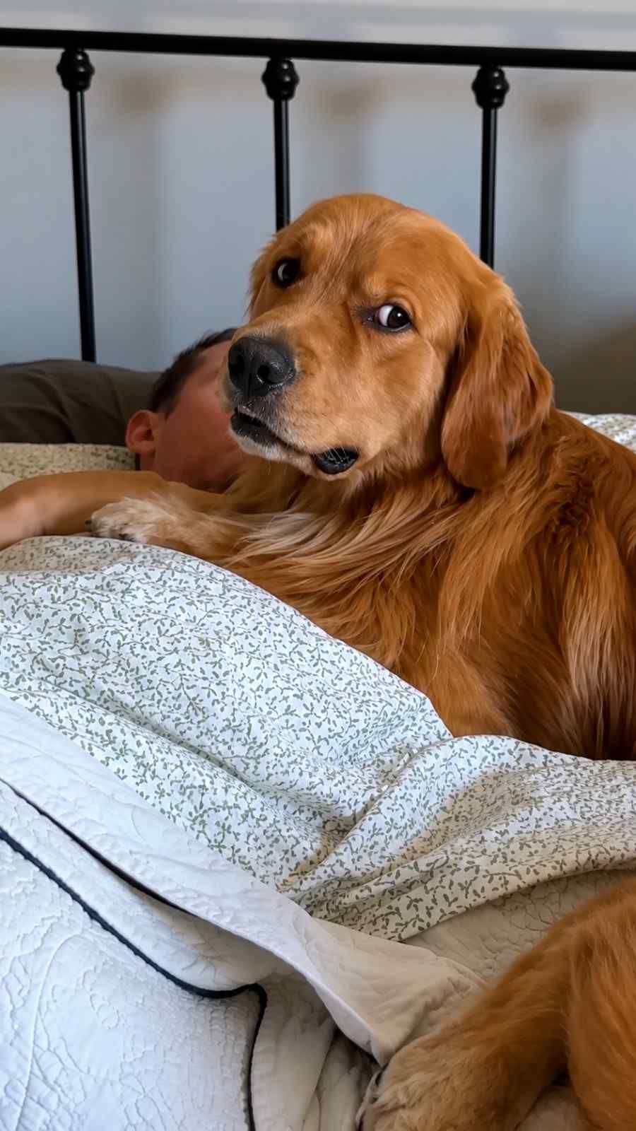 My dog knows something happened