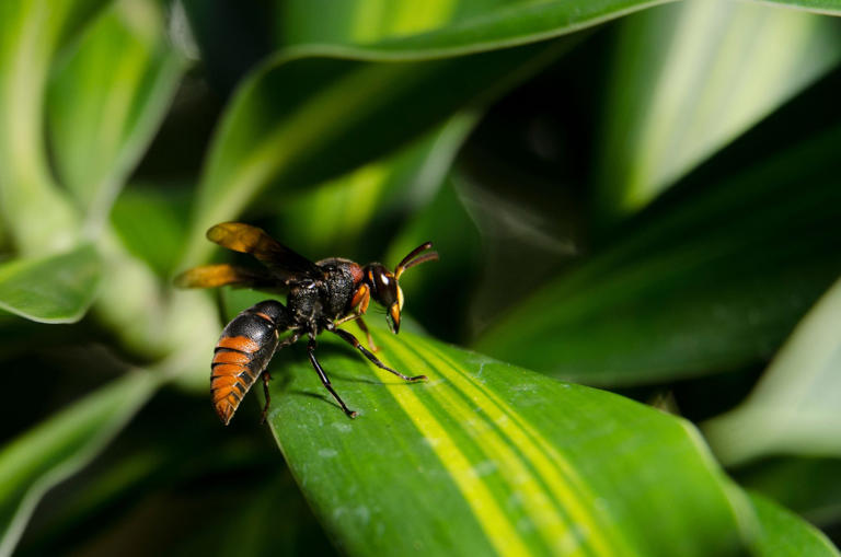 This invasive species has a sting like a red-hot needle that can burn ...