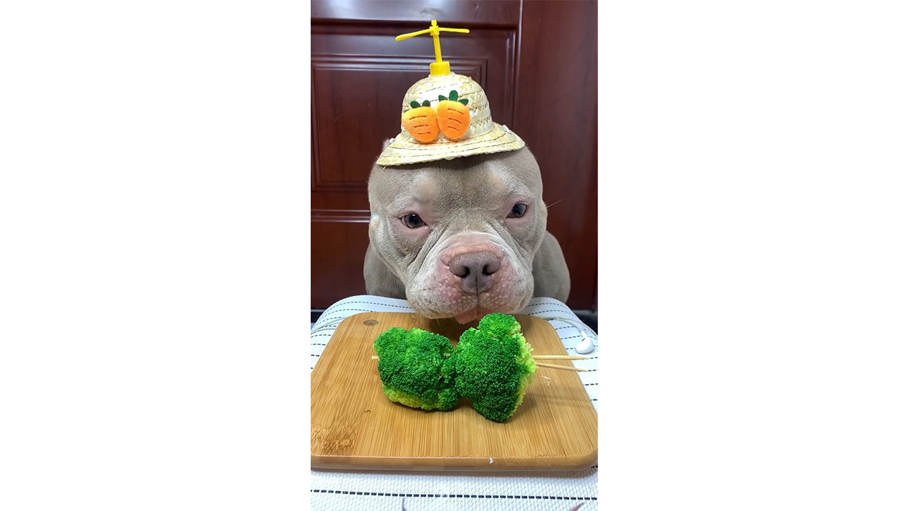 Funny pit bull wearing carrot hat while staring at fresh broccoli