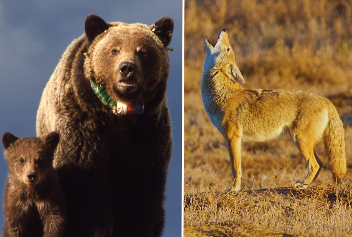 Best wildlife viewing spots across the US for every explorer