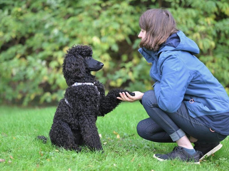 These 12 behaviors may suggest your dog needs more engagement and support