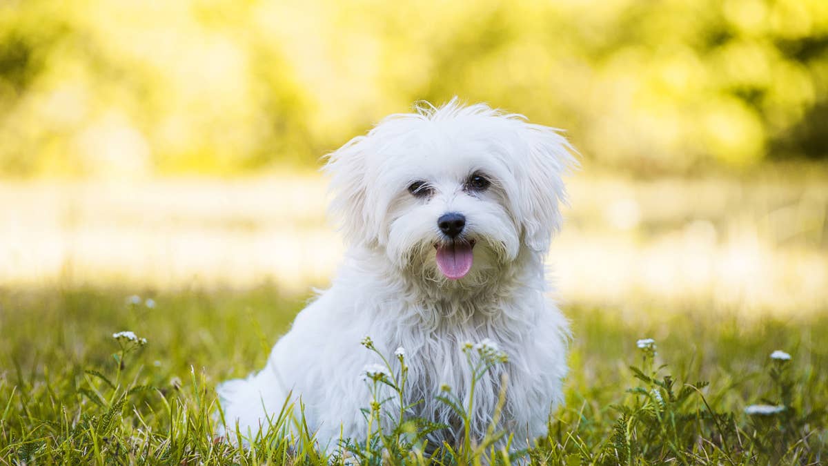 Tiny Maltese dancing to banjo music is pure joy in dog form