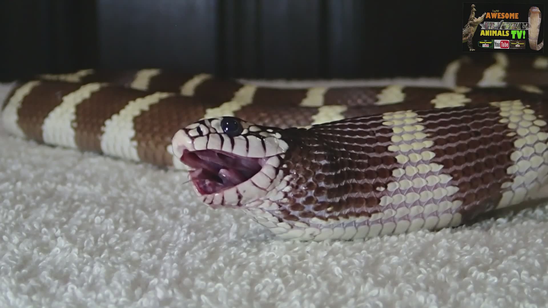 Snakes vs KFC | Do snakes eat chicken? Feeding snakes with snake food