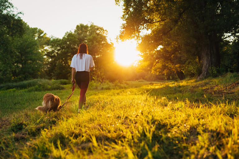 Wet bulb temperature explained: Why it could be dangerous for your dog ...