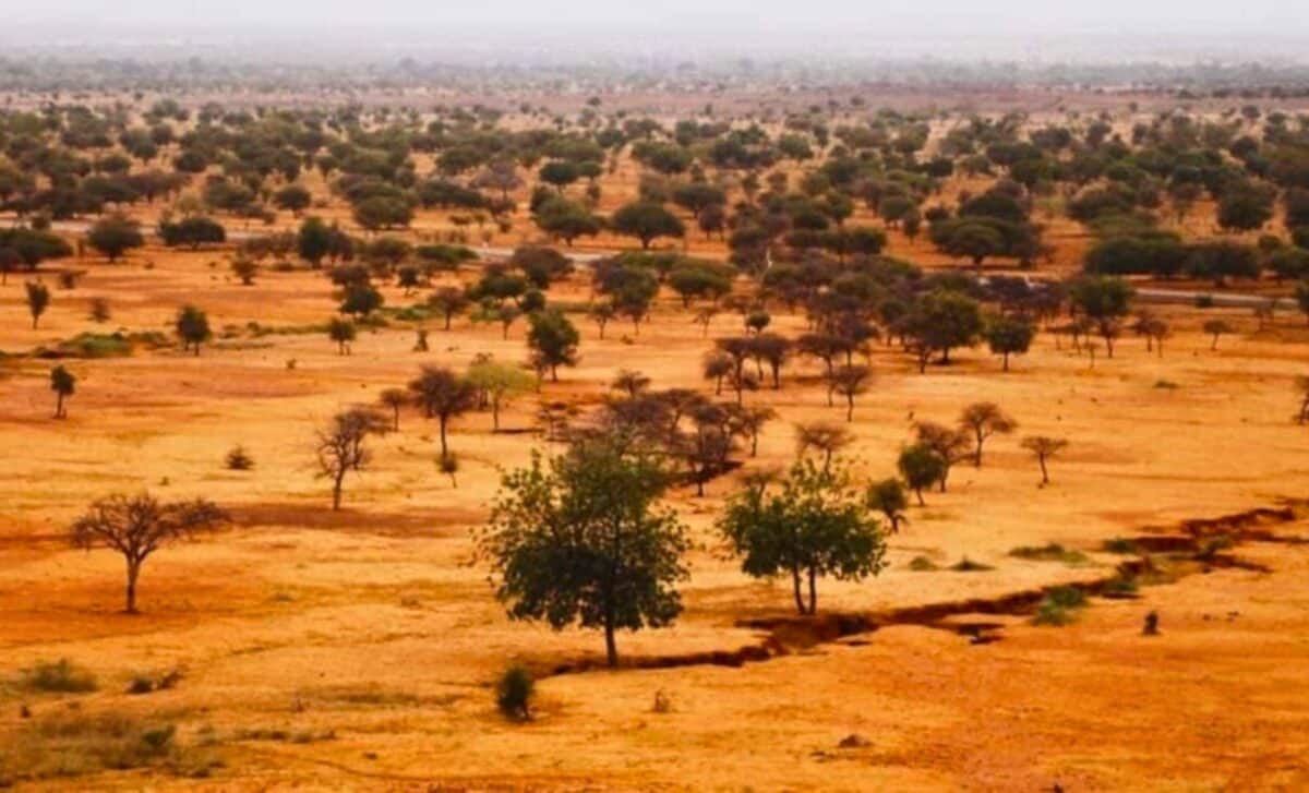 Planting trees could not fix the Sahara’s crust. Then 500 tortoises ...