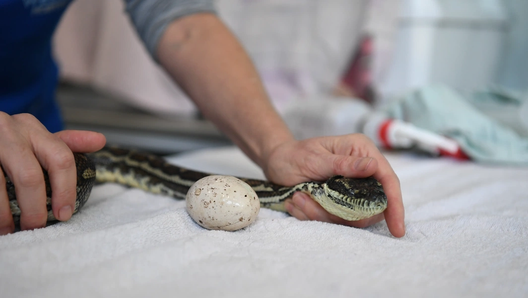 Wildlife rescues from unusual hazards