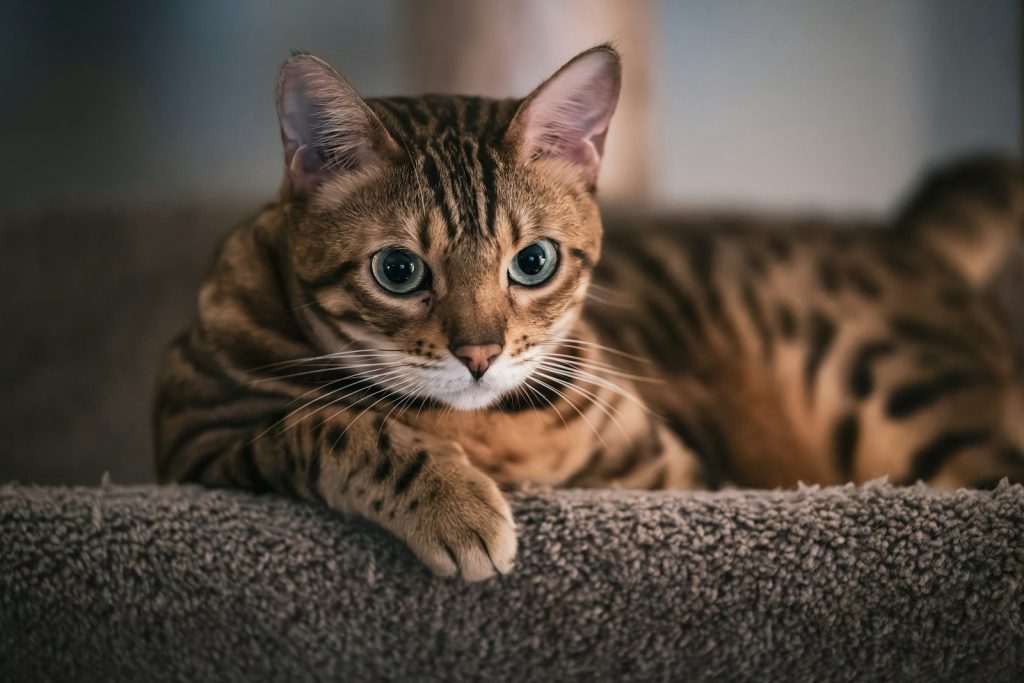 The most playful cat breeds for owners who love interactive pets