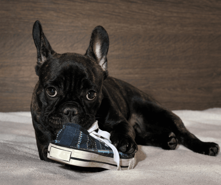 These 12 behaviors may suggest your dog needs more engagement and support