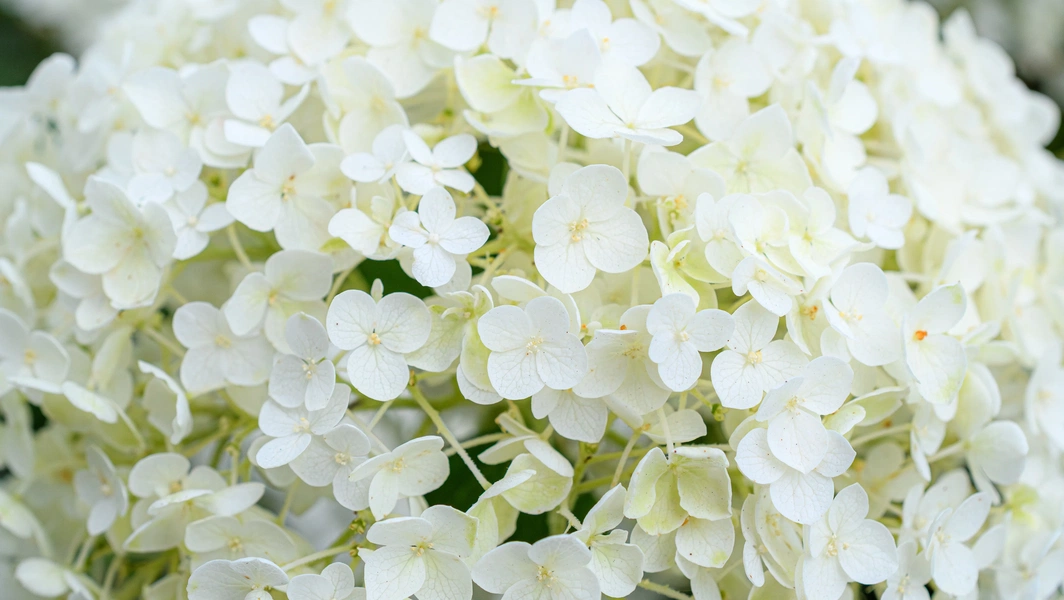 Experts outline summer rose replacements and eco pest control