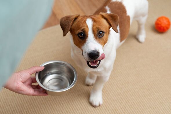 Charity lists methods to make your dog drink more water during 37C UK ...