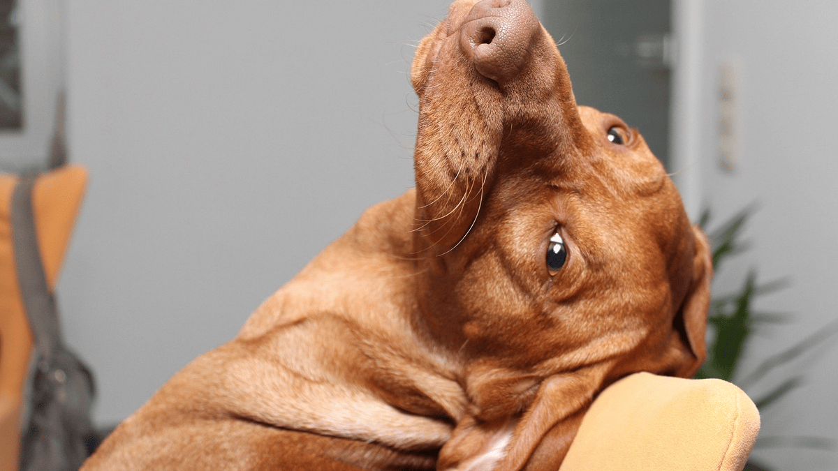 Why Your Dog Always Wants to Sleep in Bed With You?