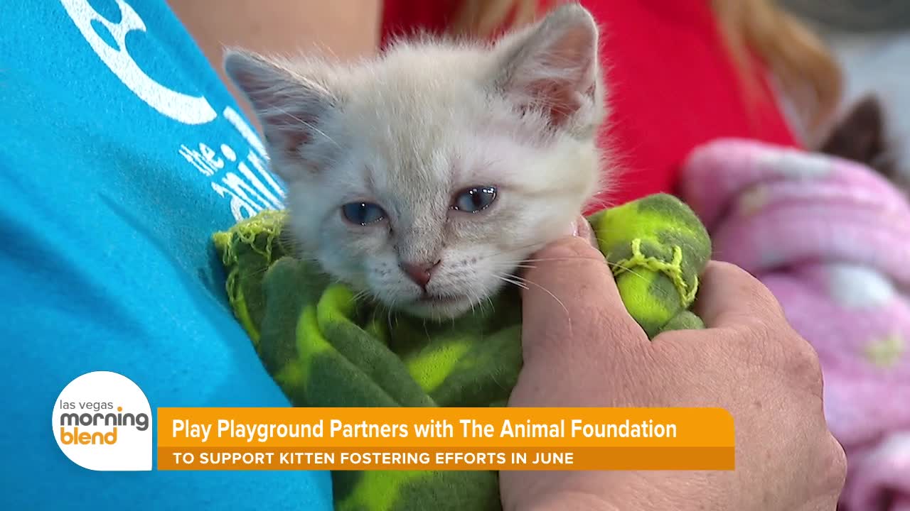 Play Playground and the Animal Foundation team up to support kitten ...