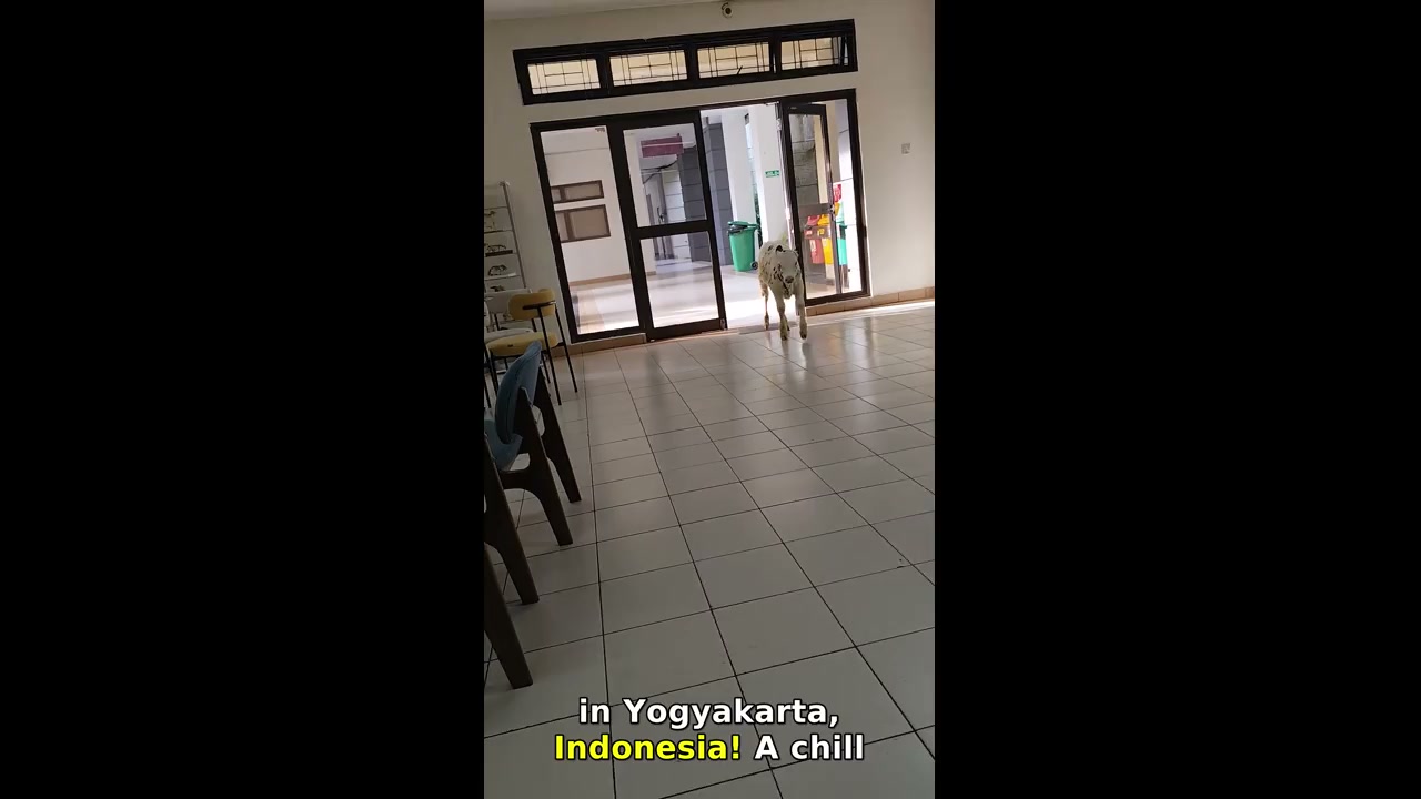 Cow roams free on vet school campus in Yogyakarta