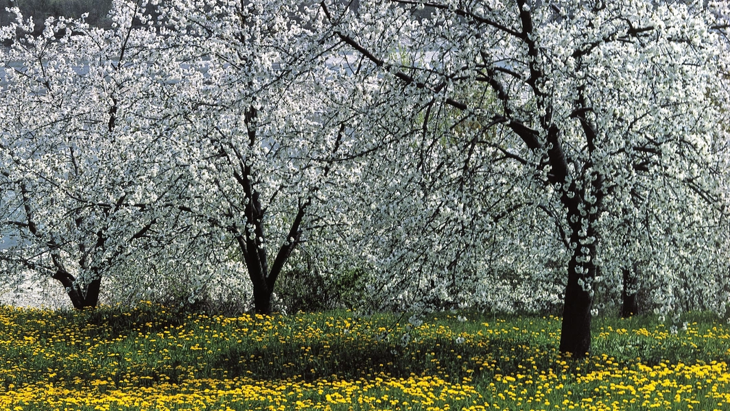 13 flowering trees that thrive in southern gardens
