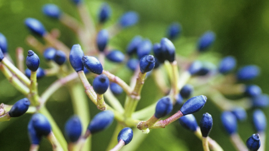 Comparing arrowwood viburnum and burning bush