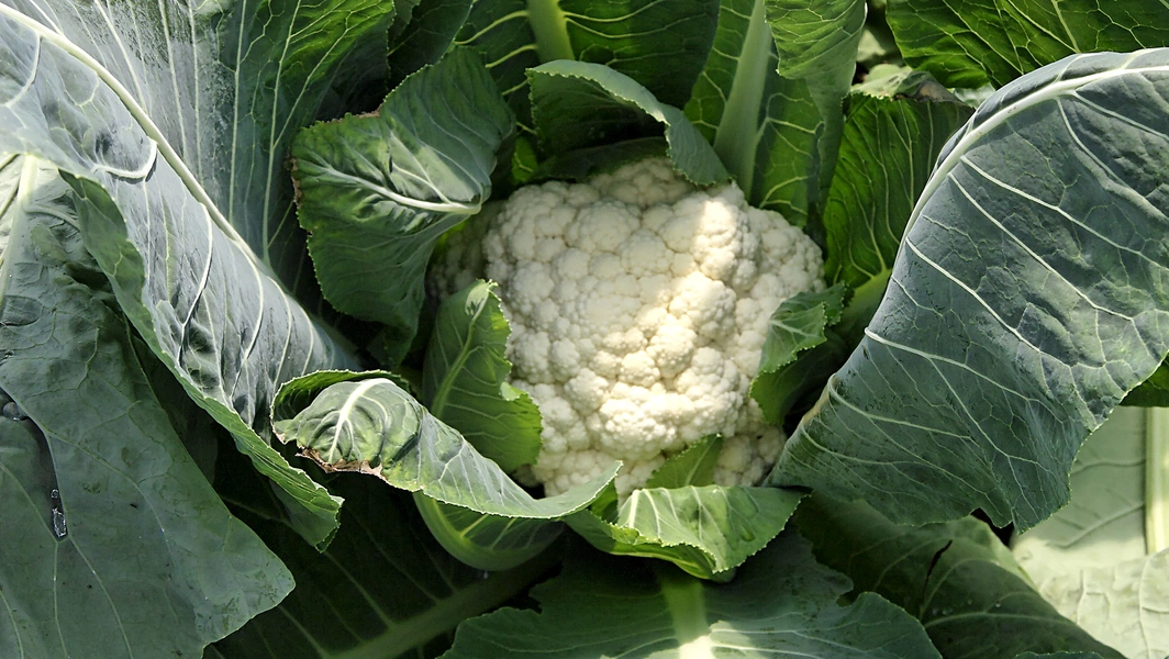 Cauliflower recipes you’ll actually crave