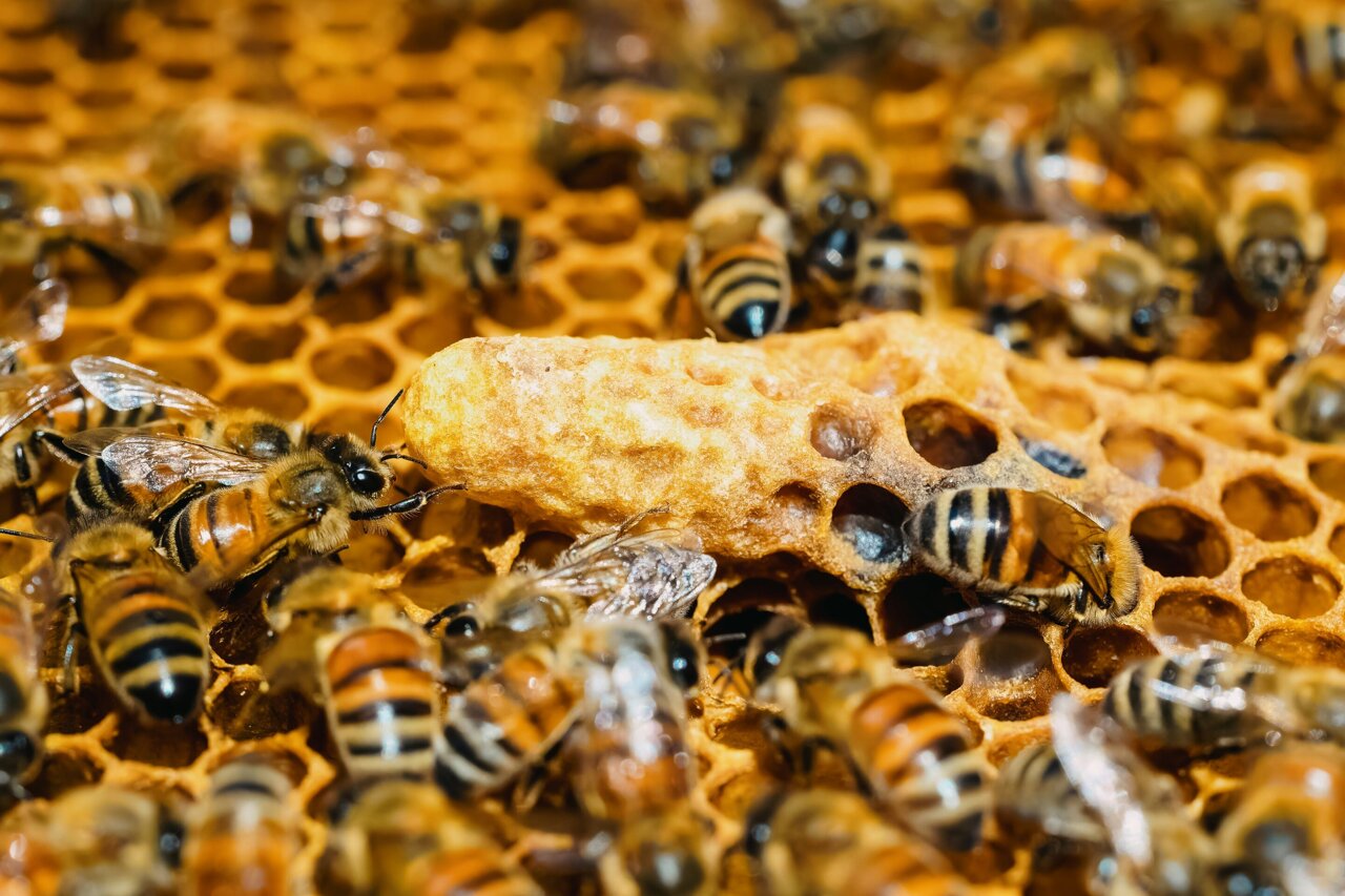 Honeybee metamorphosis map uncovers 842 active DNA switches that drive ...