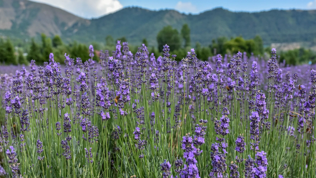 Complete guide to growing healthy lavender