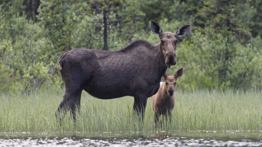 Moose attacks hiker and dogs on trail in Teller County