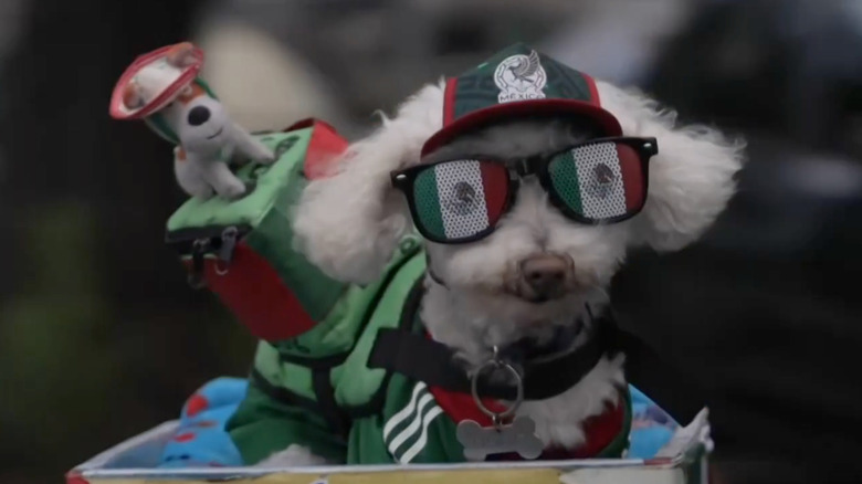 Meet Osito, the rescue pup living his best life at 2026 World Cup in ...