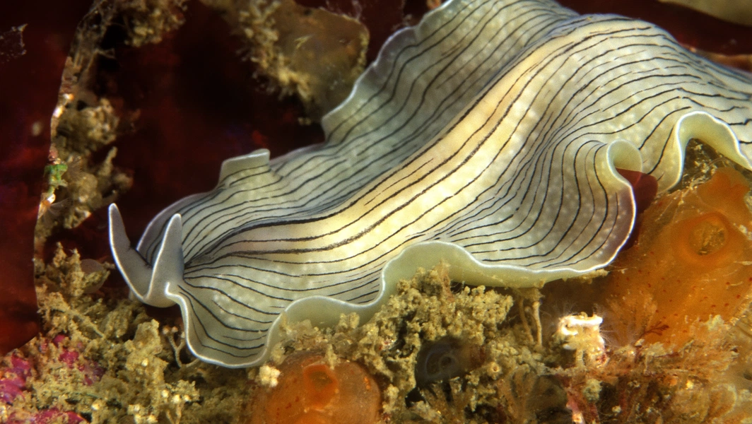 Explosive immune defense in planarian flatworms