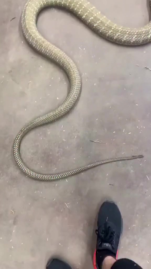 Kevin the Malaysian king cobra