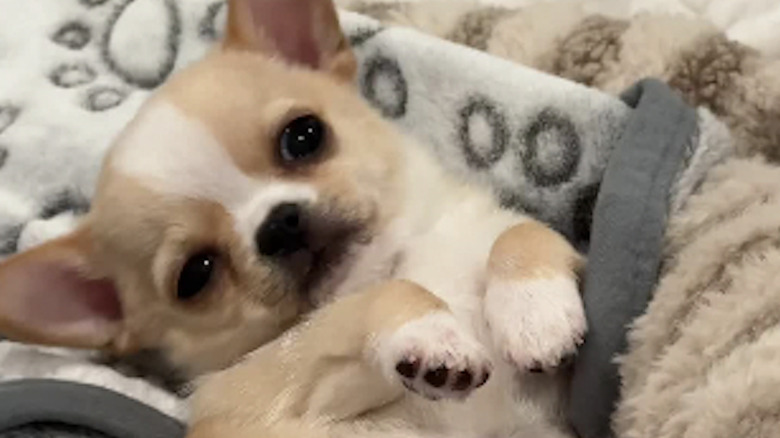 Tiny chihuahua puppy that looks like a little potato has the most ...