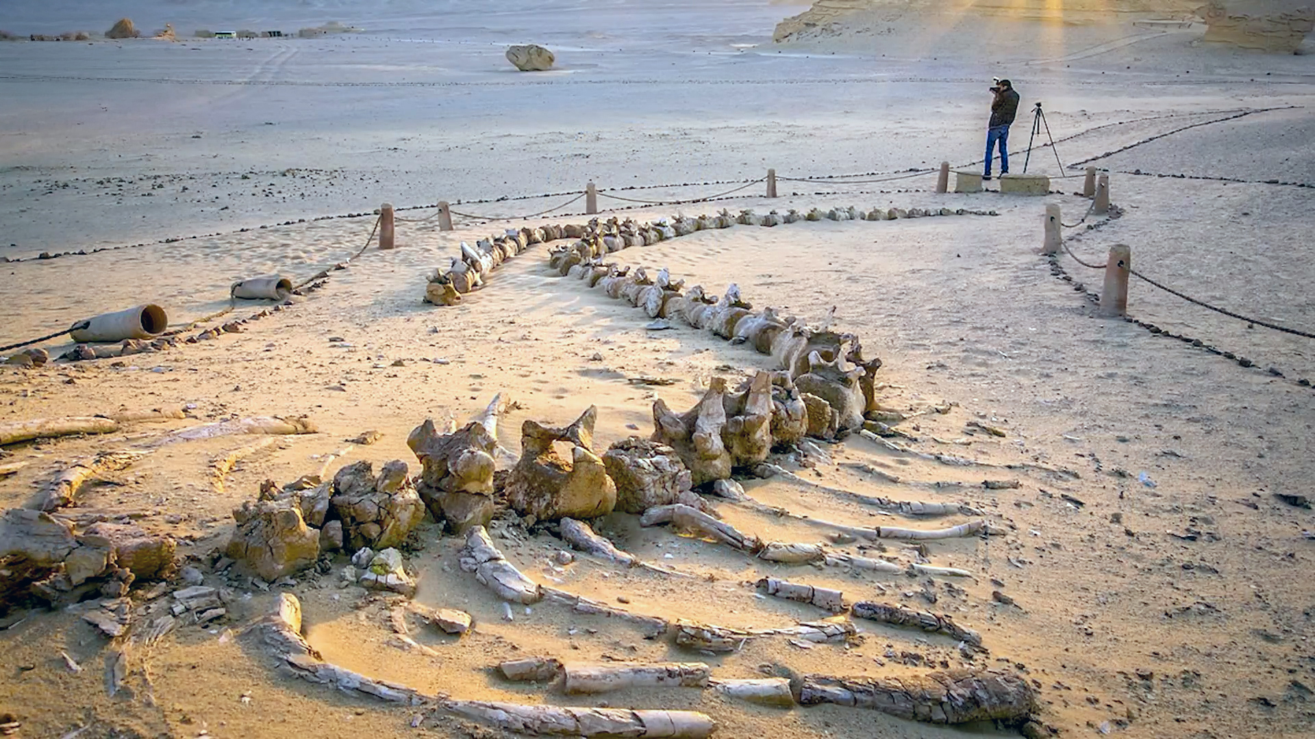 37-million-year-old whale skeletons in Egypt’s desert help explain ...