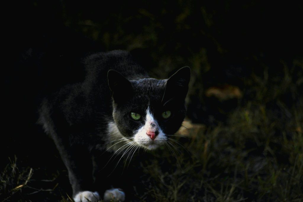The real reason your cat meows at midnight