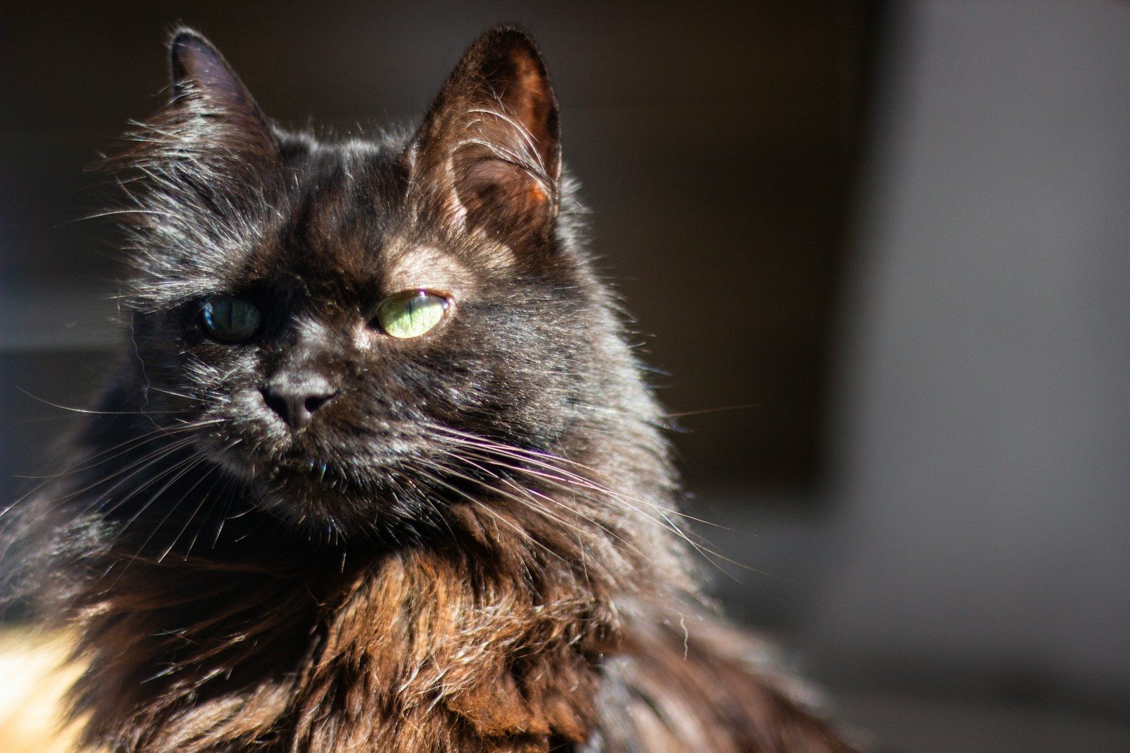 The genetic secret behind rare blue-eyed giant cats
