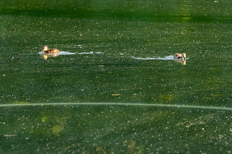 Reflecting Pool death toll surges as more dead ducks pulled from water