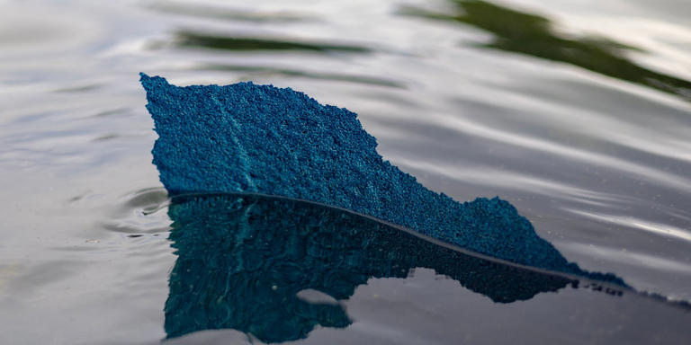 Group suing Trump over reflecting pool asks to expedite case amid algae ...