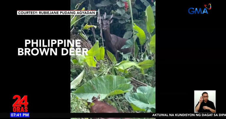 Viral video of Philippine brown deer traced to Davao de Oro