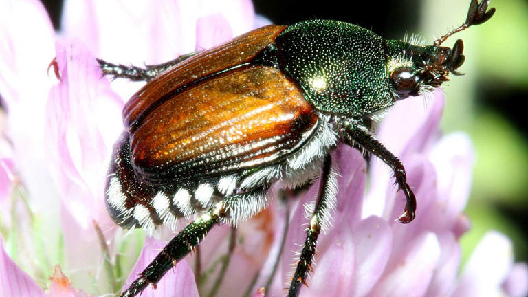 Why Japanese beetles always show up in June, and what to do about it
