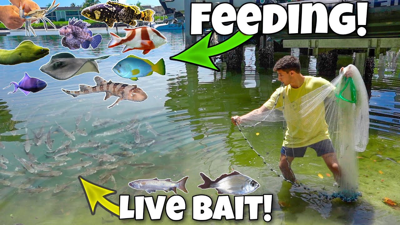My exotic fish went crazy for live bait