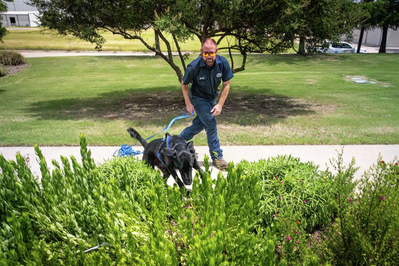 Meet River and Splash, the North Texas dogs sniffing out underground ...