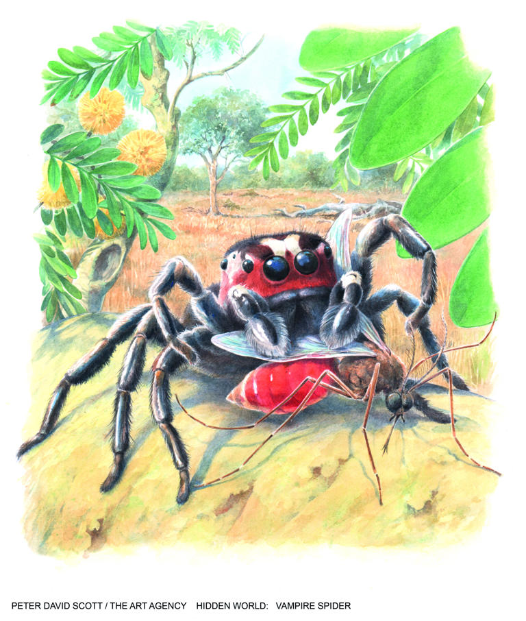 Vampires, vaquitas, vervet monkeys – 8 remarkable animals beginning ...