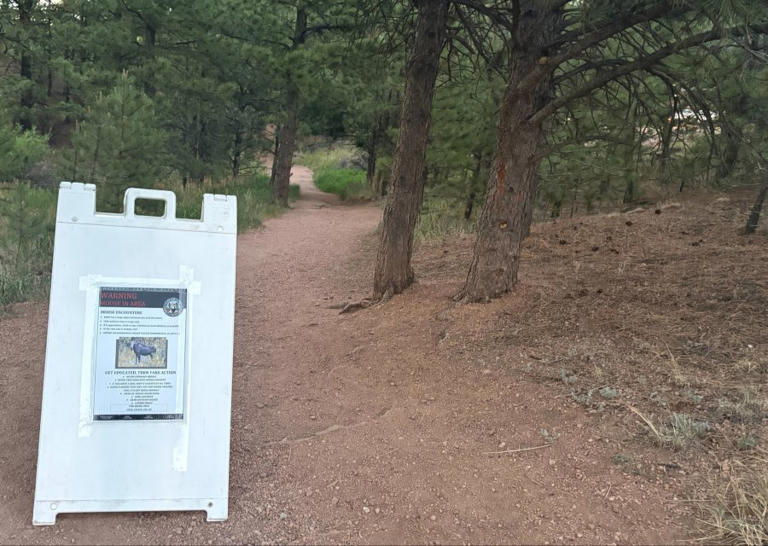 Moose attacks hiker and dogs on Lovell Gulch Trail in Teller County