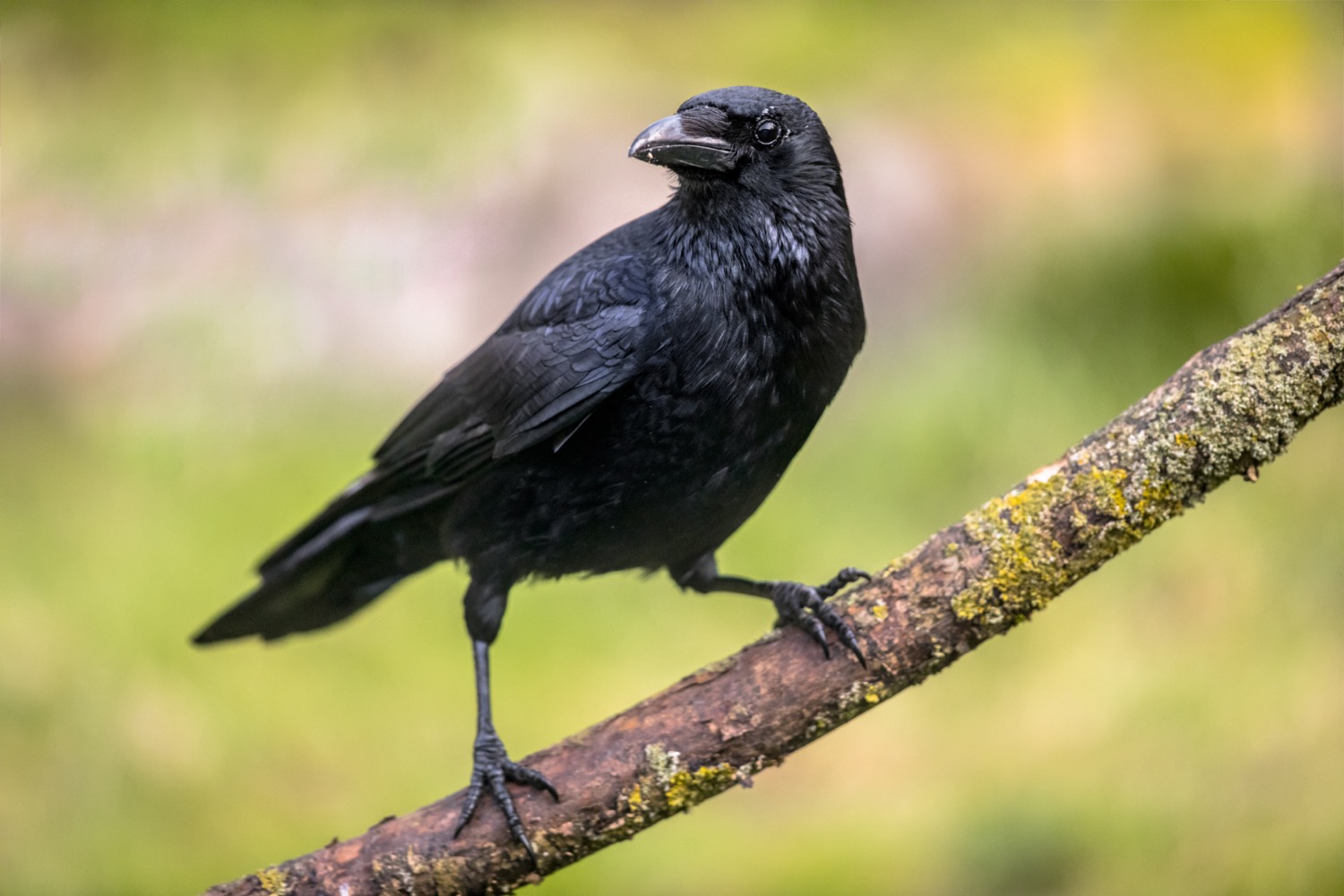 Tame crow hands the brush back and demands more grooming