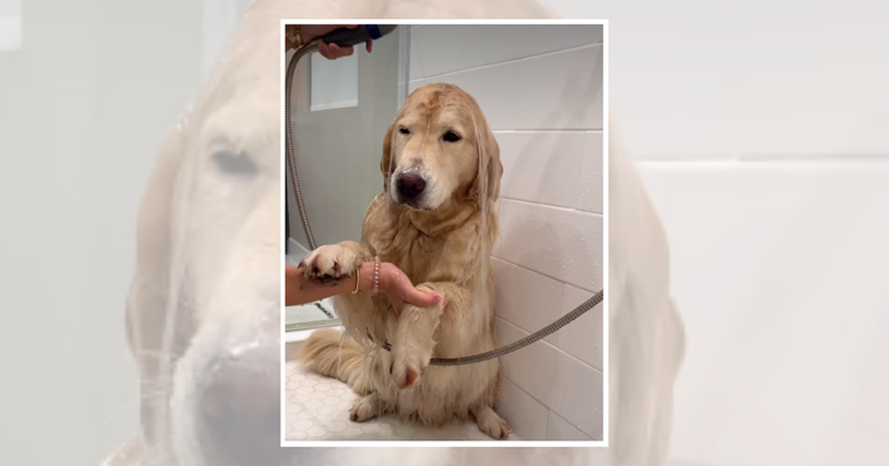 25 dogs enjoying bath time filled with bubbles and back rubs