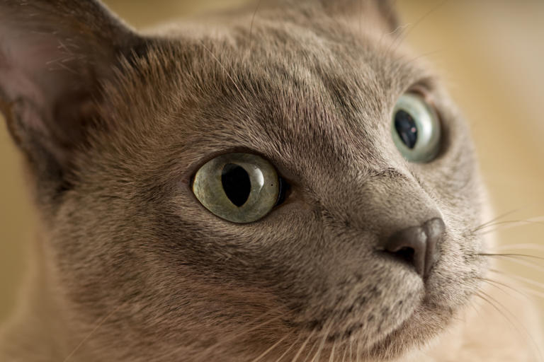 Vocal cats 2026: Here are the 10 chattiest breeds of adorable cat ...