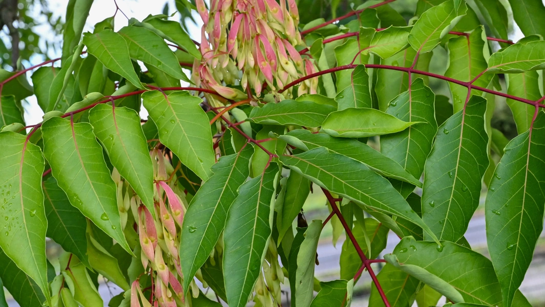 Identifying and removing the invasive tree of heaven