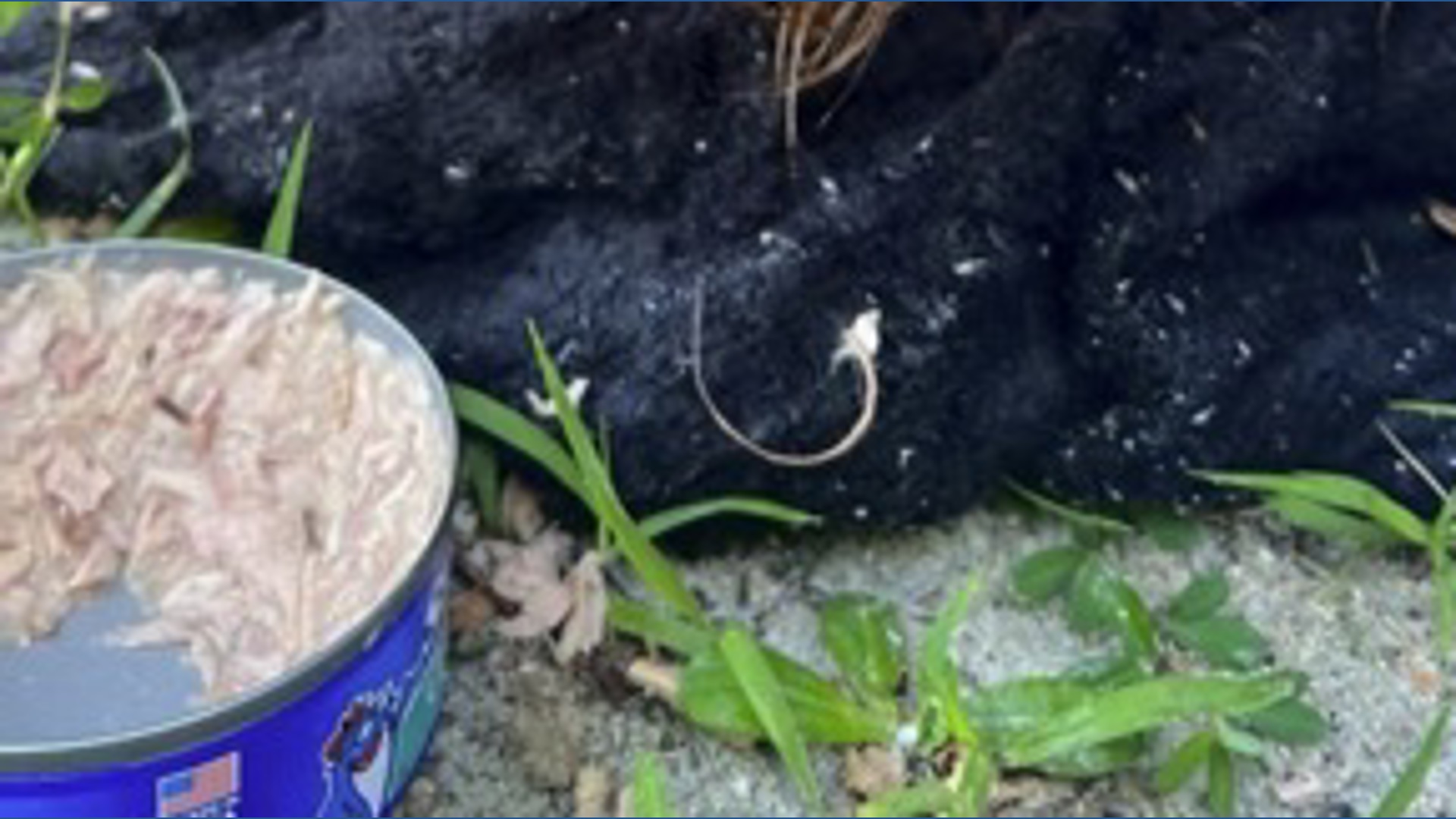Yorkie abandoned in rusted cage; good Samaritans step up