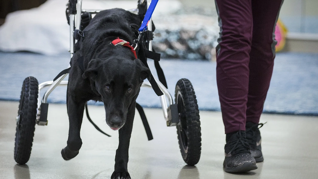 Senior German shepherd surrendered over stair struggles finds new home