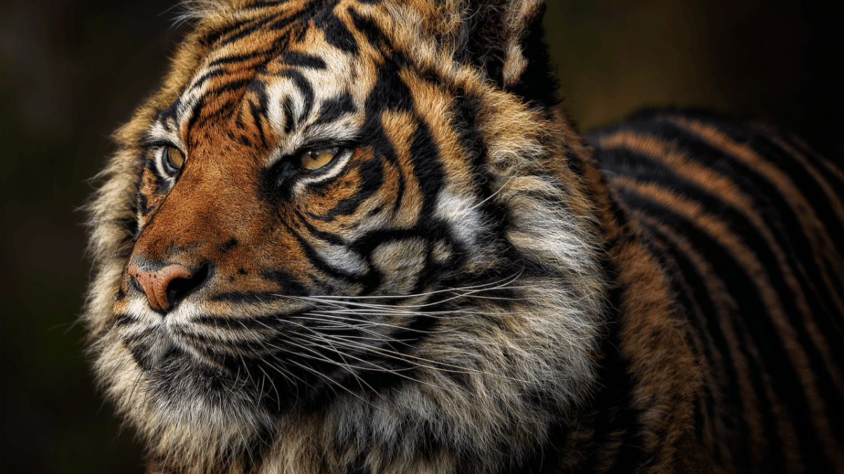 The Surprising Reasons These 8 Predators Arent Intimidated by Peoplem