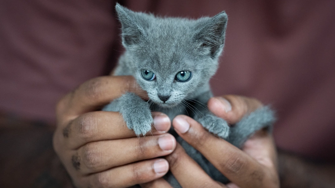 Guidelines for leaving kittens home alone safely