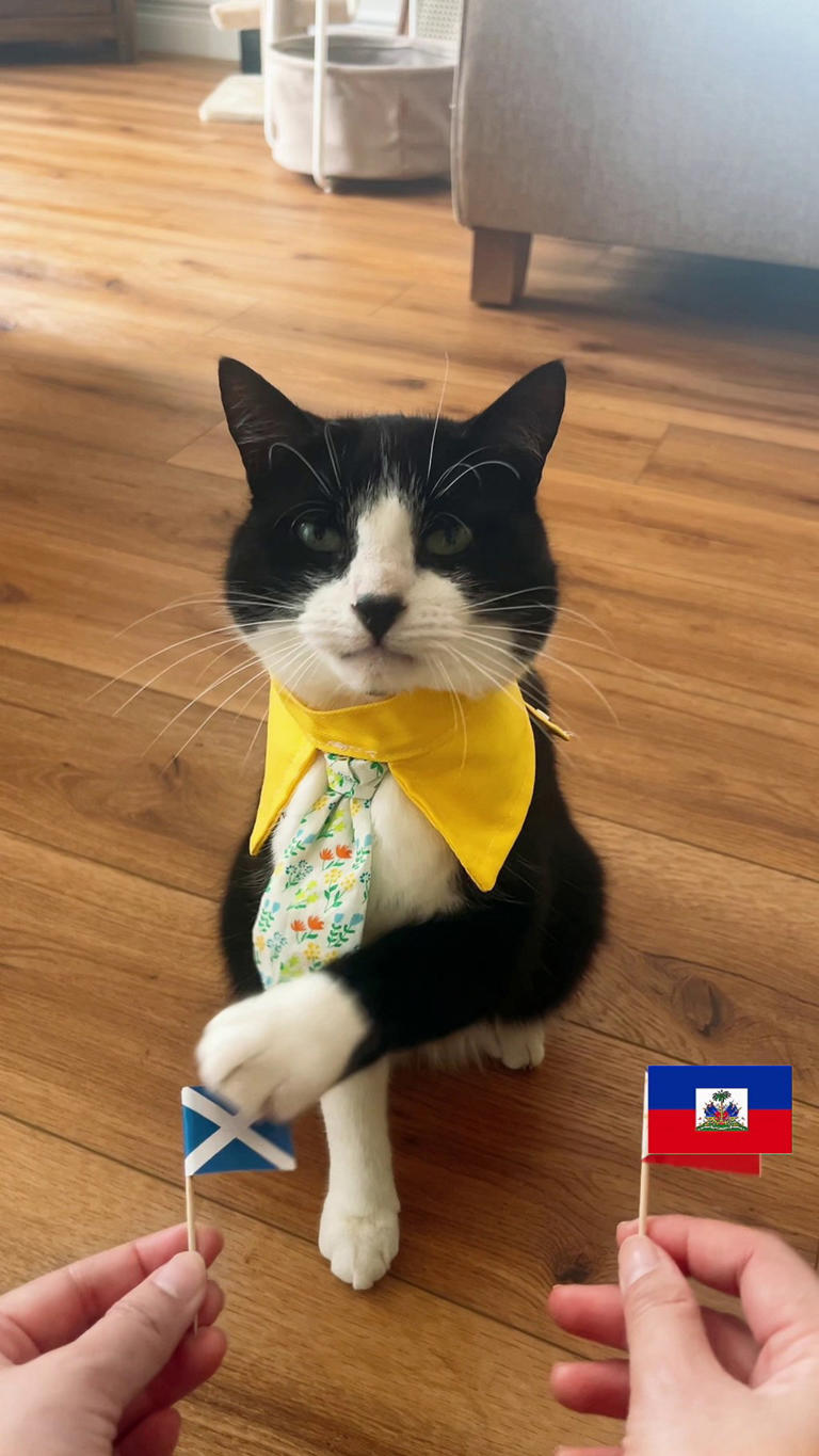 Meet the cuddly psychic cat who correctly predicts winning teams of all ...
