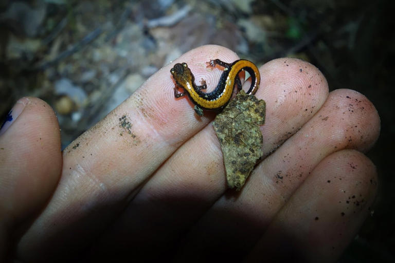 Although woodland salamanders have looked the same for millions of ...