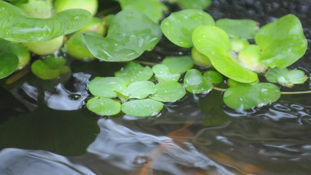 4 creative DIY duck pond projects