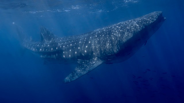 Tuna-fishing teen spots giant whale shark off North Carolina: 'Once-in ...